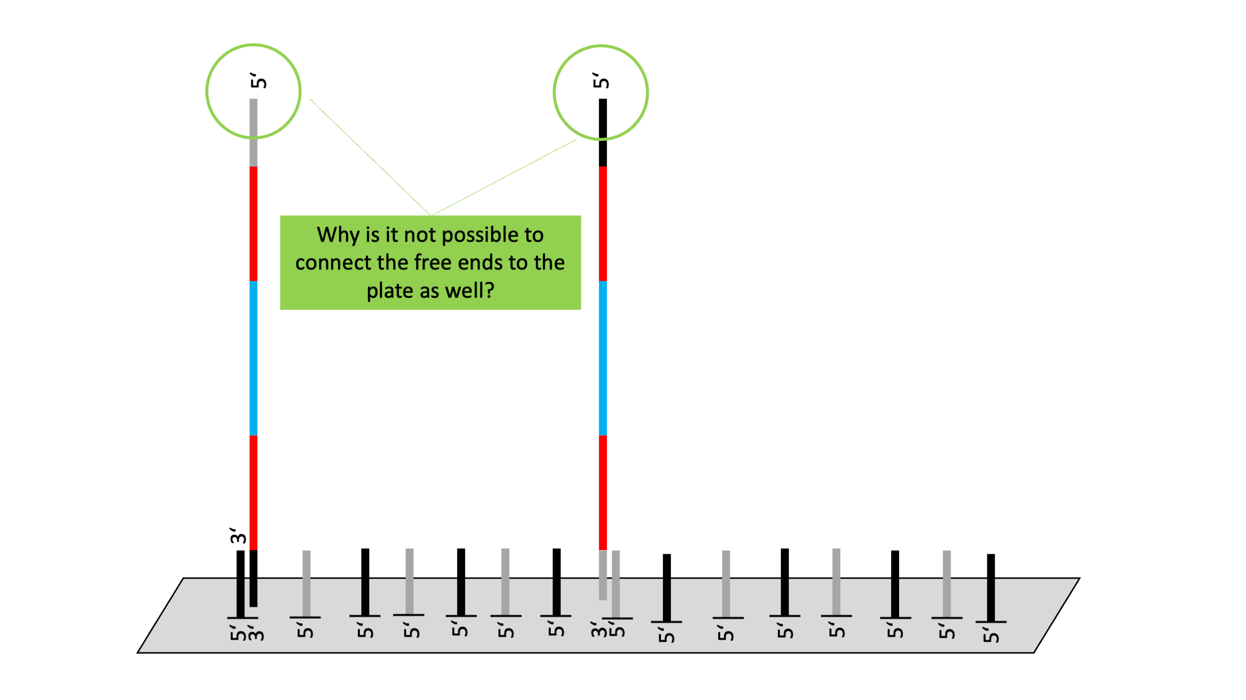 Courses, Tutorials and Slides – Principle of Illumina sequencing