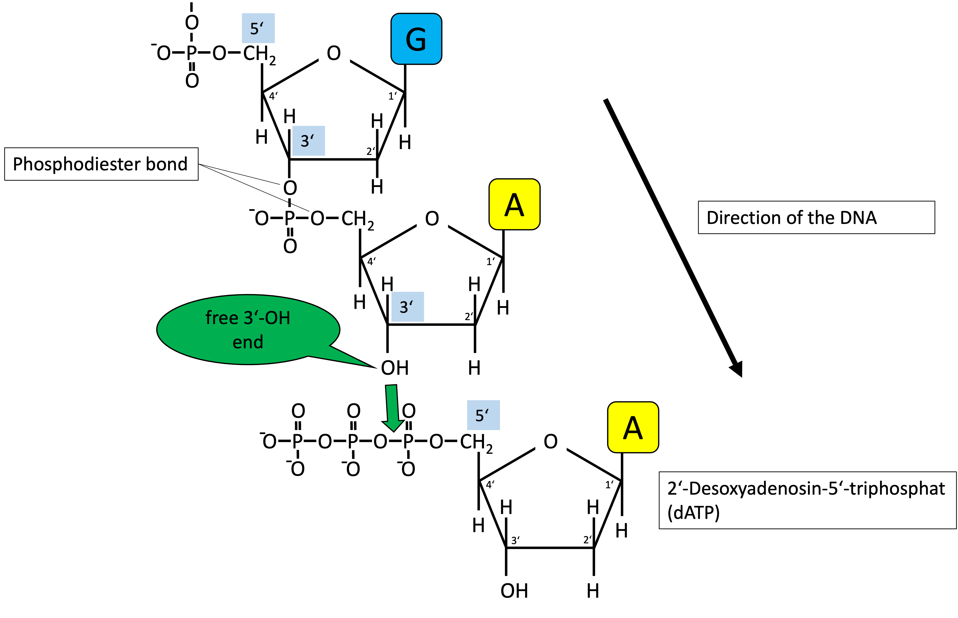 Courses, Tutorials and Slides – DNA and Sanger sequencing