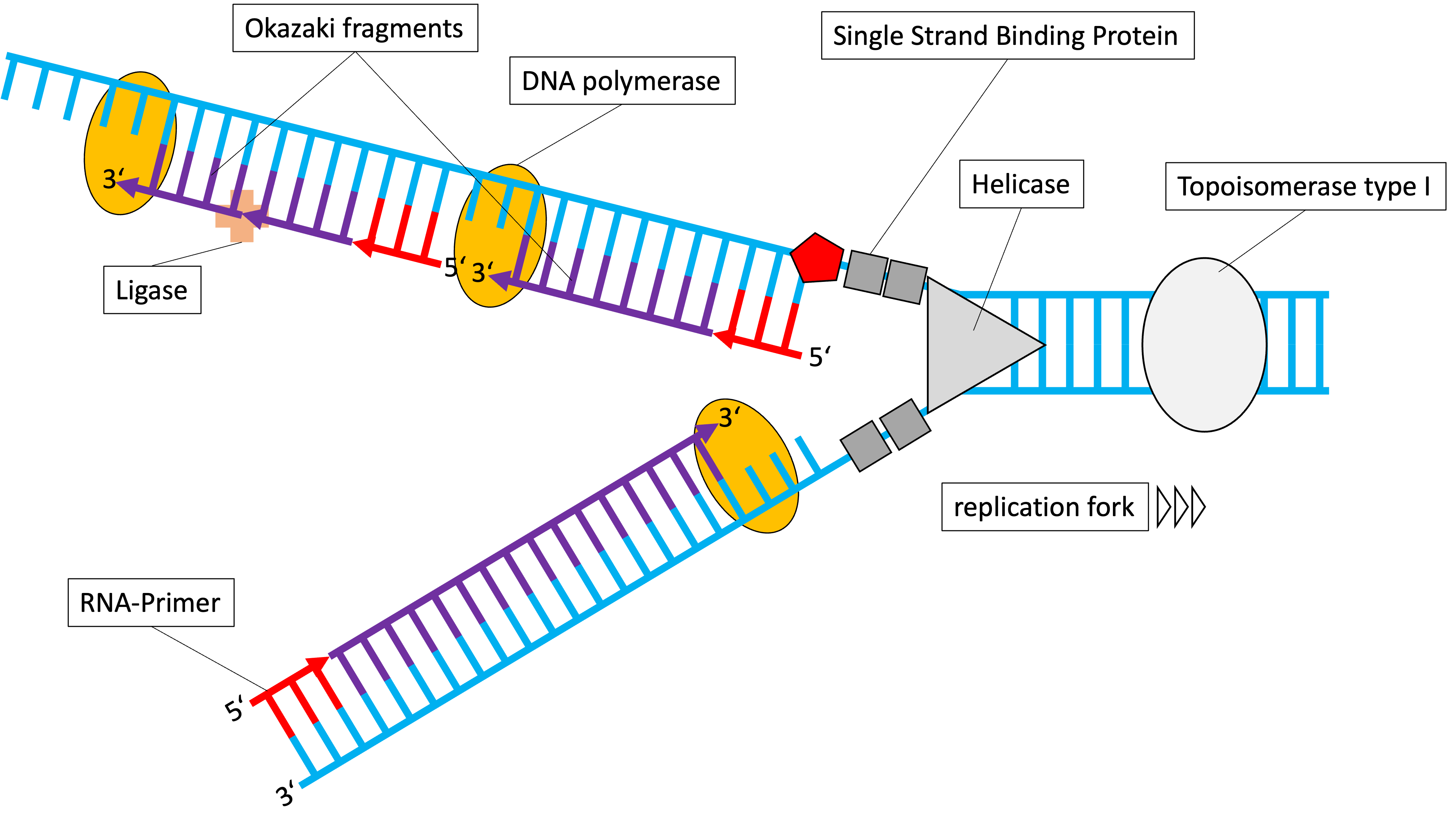 Courses, Tutorials and Slides – DNA and Sanger sequencing