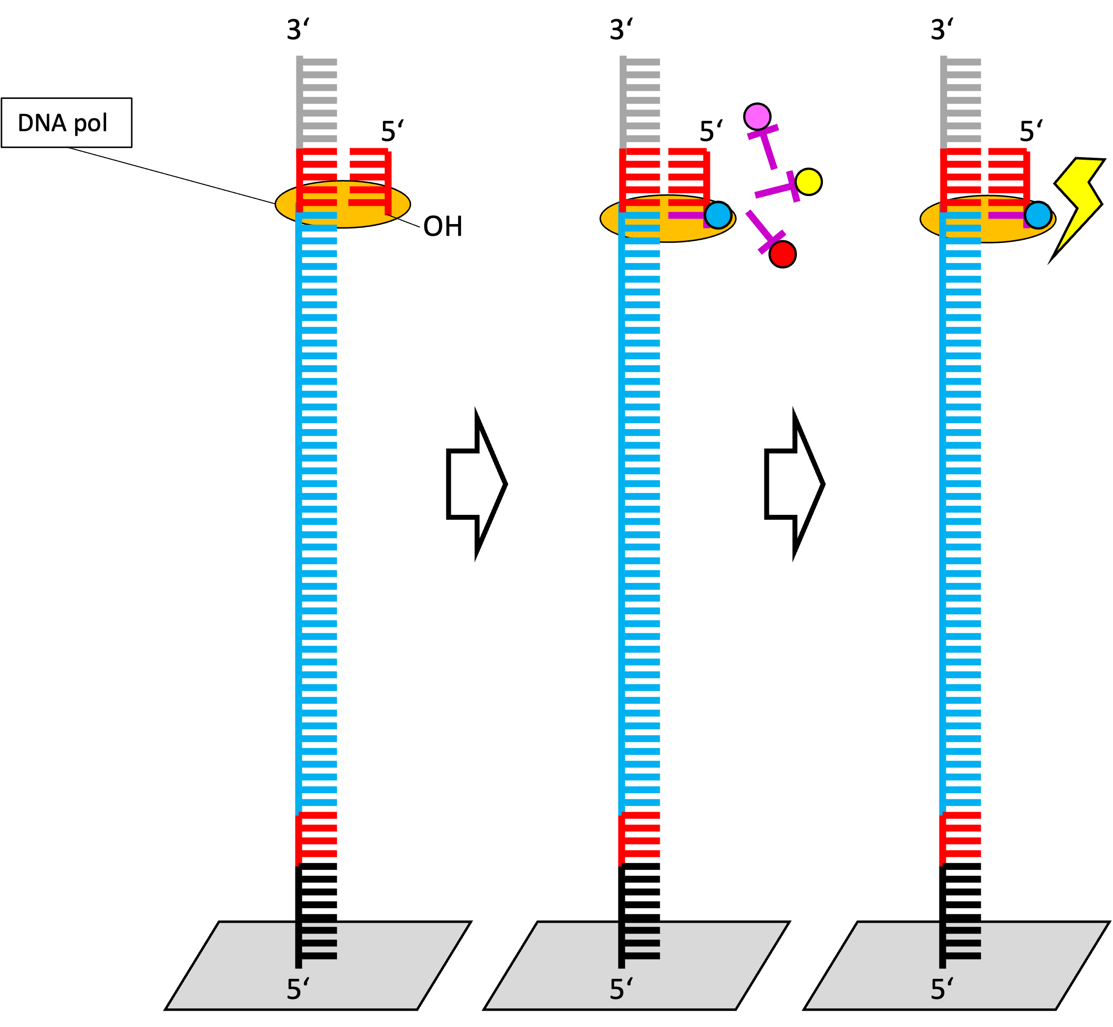 Courses, Tutorials and Slides – Principle of Illumina sequencing