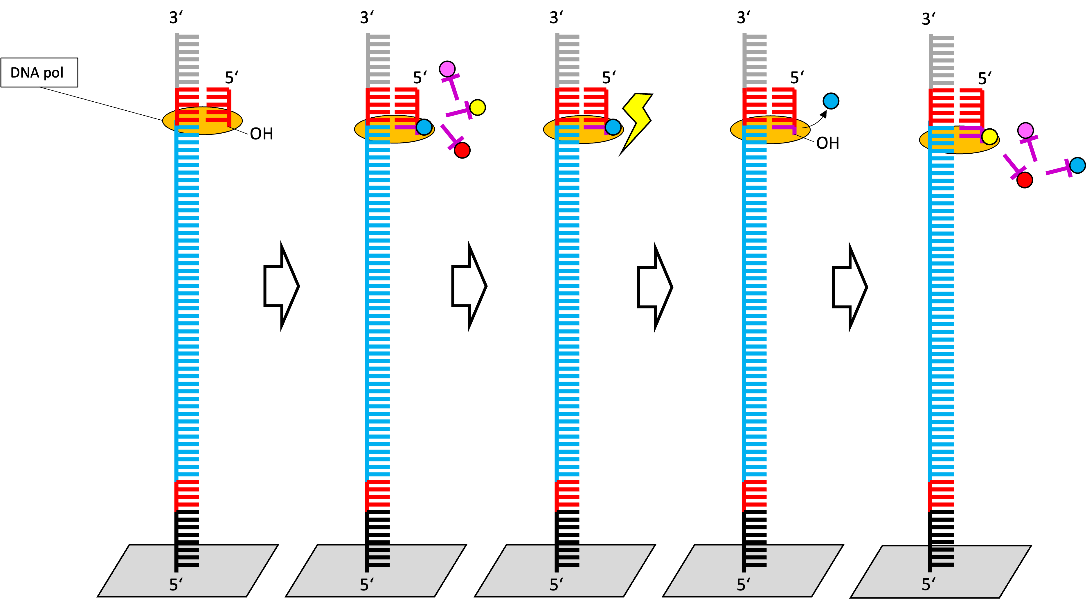 Courses, Tutorials and Slides – Principle of Illumina sequencing