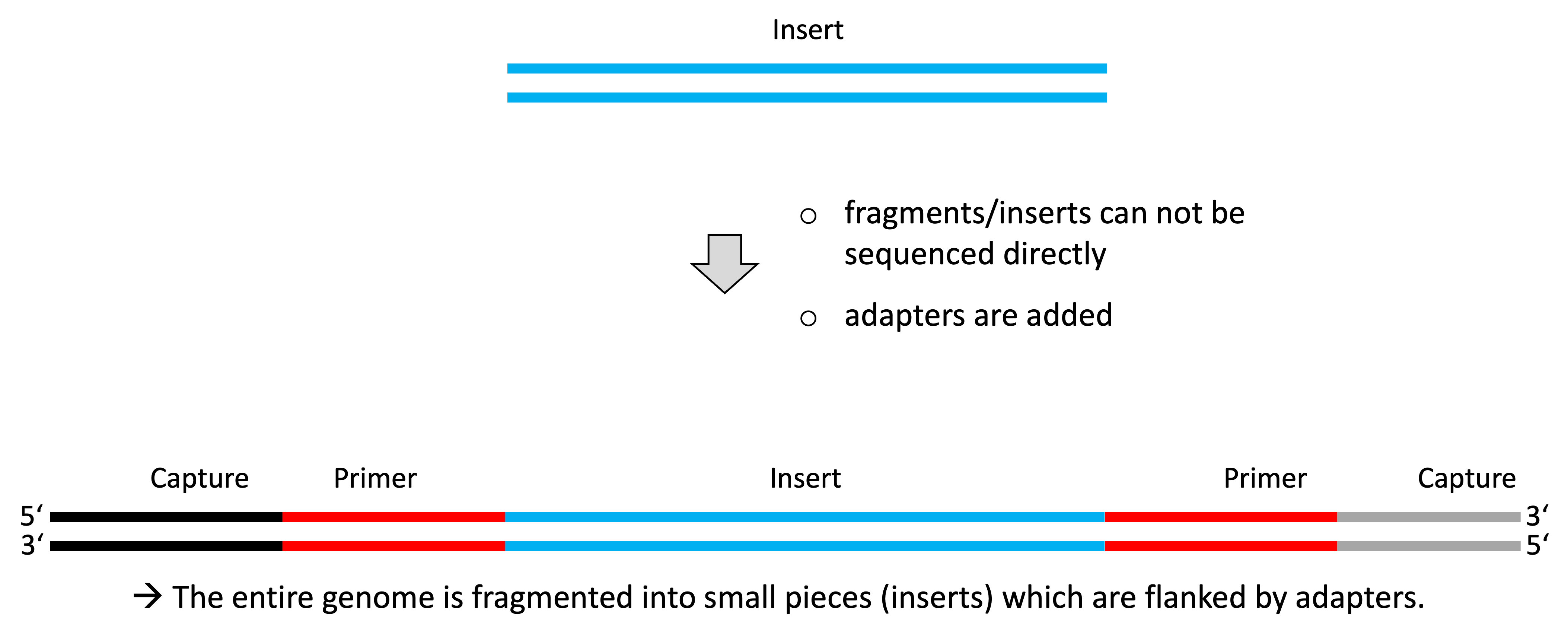 Courses, Tutorials and Slides – Principle of Illumina sequencing